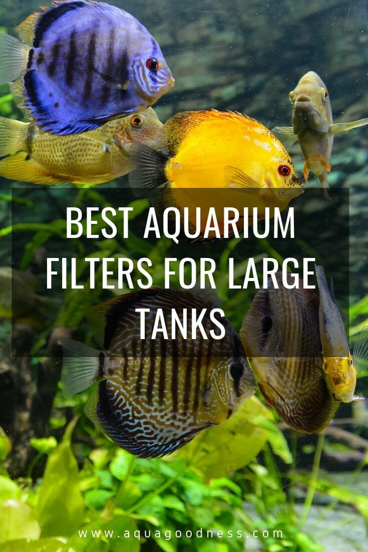 4 Best Aquarium Filters for Large Tanks 2020 (Detailed review)