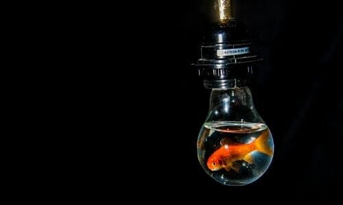 How Long Do Goldfish Sleep? (What to do if it's sleeping a lot)