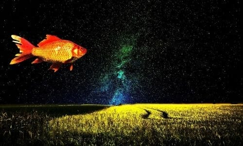 Do Goldfish sleep? (How do they sleep?) - AquaGoodness