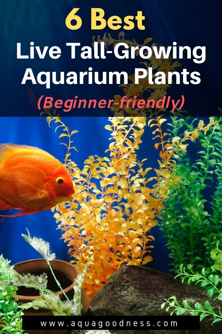 22 Best Live Tall-Growing Aquarium Plants - Aqua Goodness