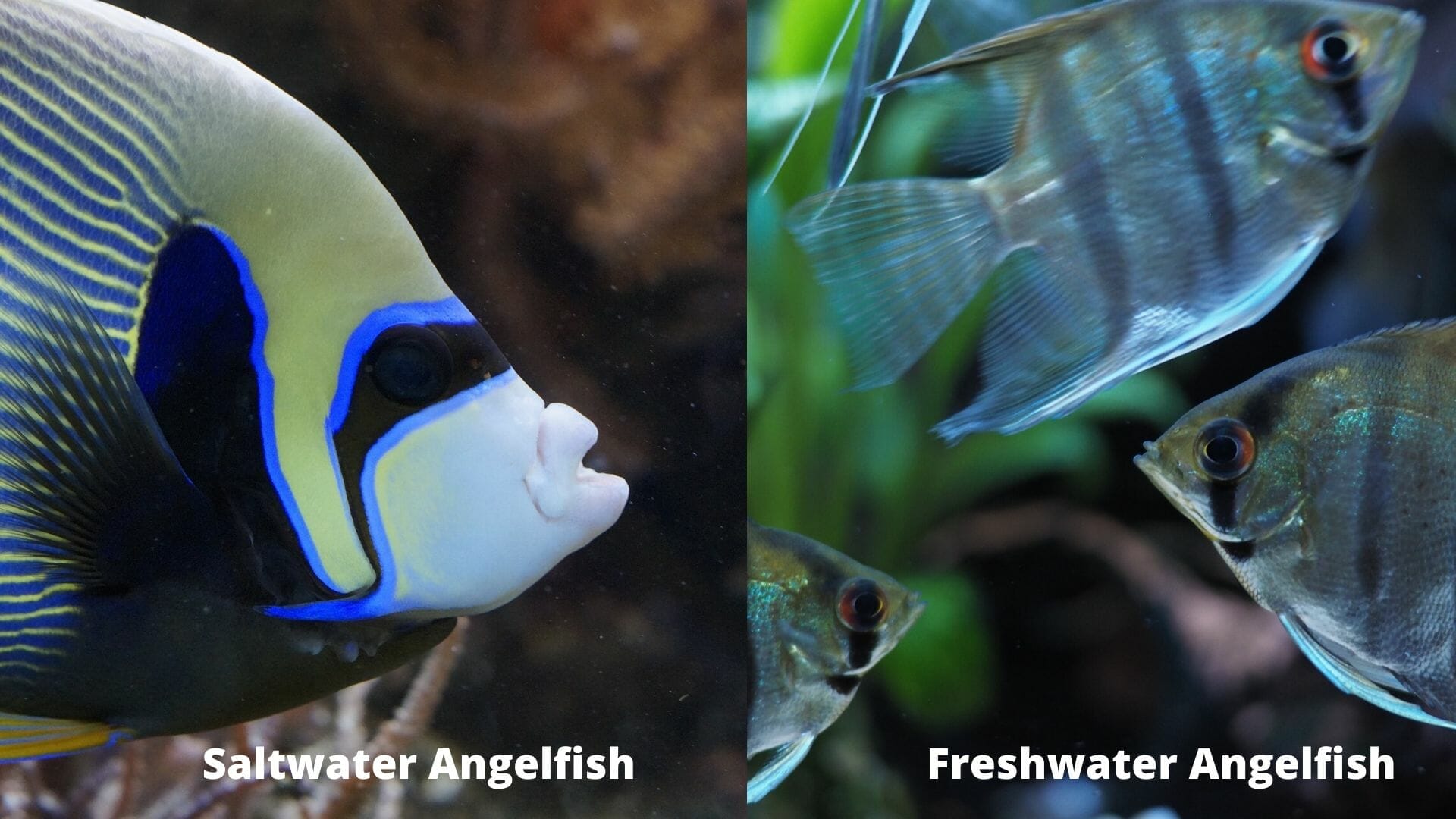 13 Types of Angelfish for Your Freshwater Aquarium (Images and Videos)