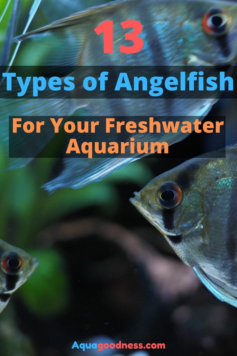 13 Types of Angelfish for Your Freshwater Aquarium (Images and Videos)