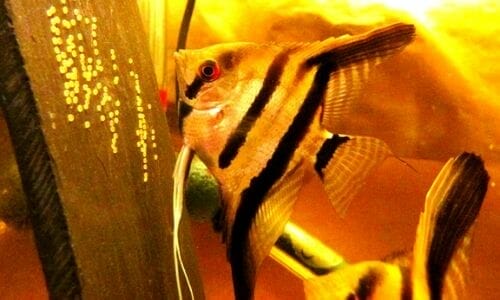 13 Types of Angelfish for Your Freshwater Aquarium (Images and Videos) 13 Types of Angelfish for Your Freshwater Aquarium (Images and Videos)