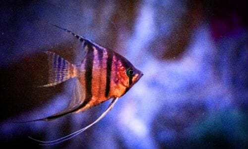 What Do Angelfish Eat? (Best food for faster growth)