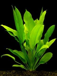 24 Best Tall Aquarium Plants (Perfect for Background) - Aqua Goodness