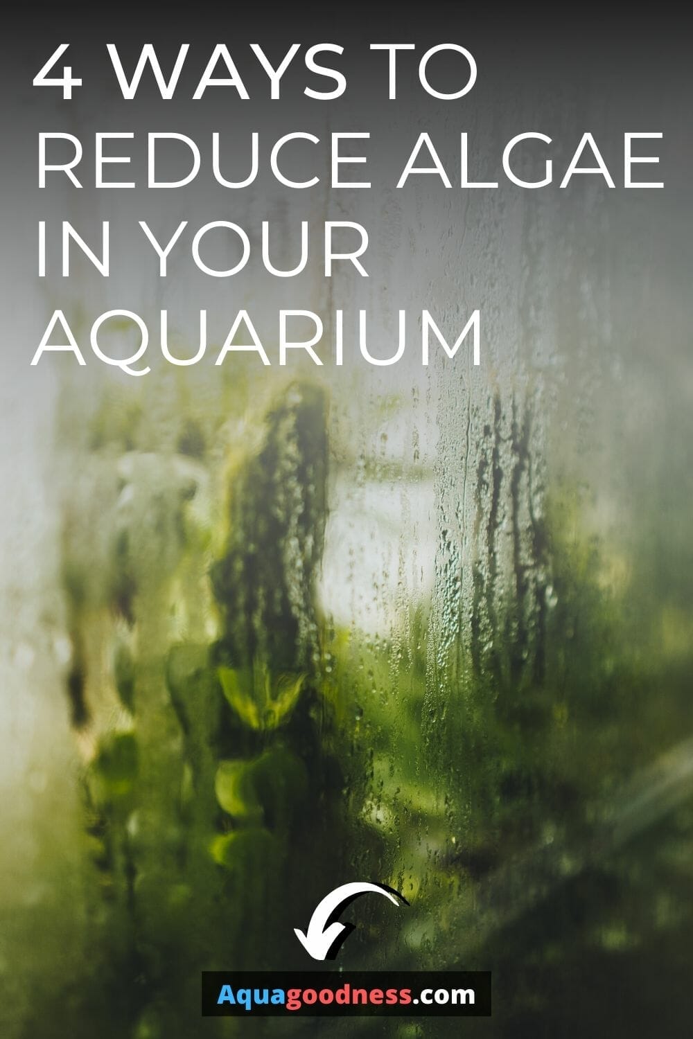 Do Aquarium Plants Reduce Algae? (5 Best plants to reduce algae)
