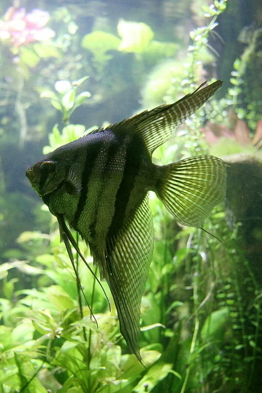 13 Types of Angelfish for Your Freshwater Aquarium (Images and Videos)