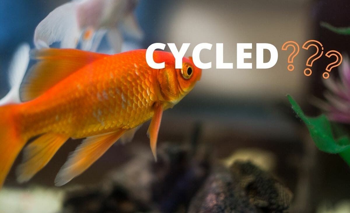 How Long Does It Take To Cycle A Fish Tank? (Without And With Fish)