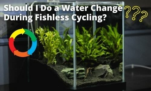 Should I Do a Water Change During Fishless Cycling? (Does It Affect Cycle)