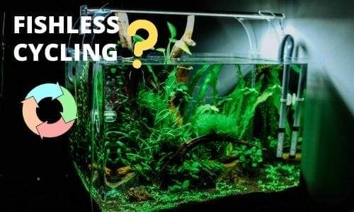 How Do You Cycle a Tank Without Fish? (Step by Step Process)