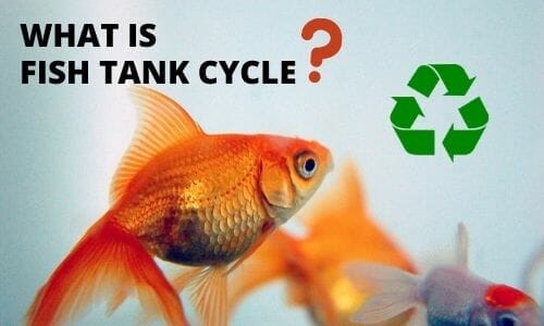 What Does Cycling a Tank Mean? (a Complete Guide) - Aqua Goodness