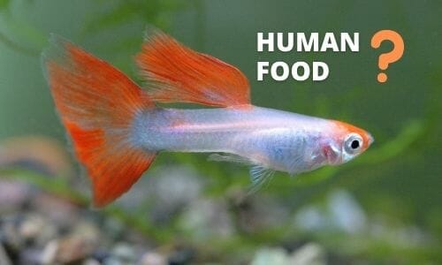 What Human Food Can Guppies Eat? (Answered) - Aqua Goodness