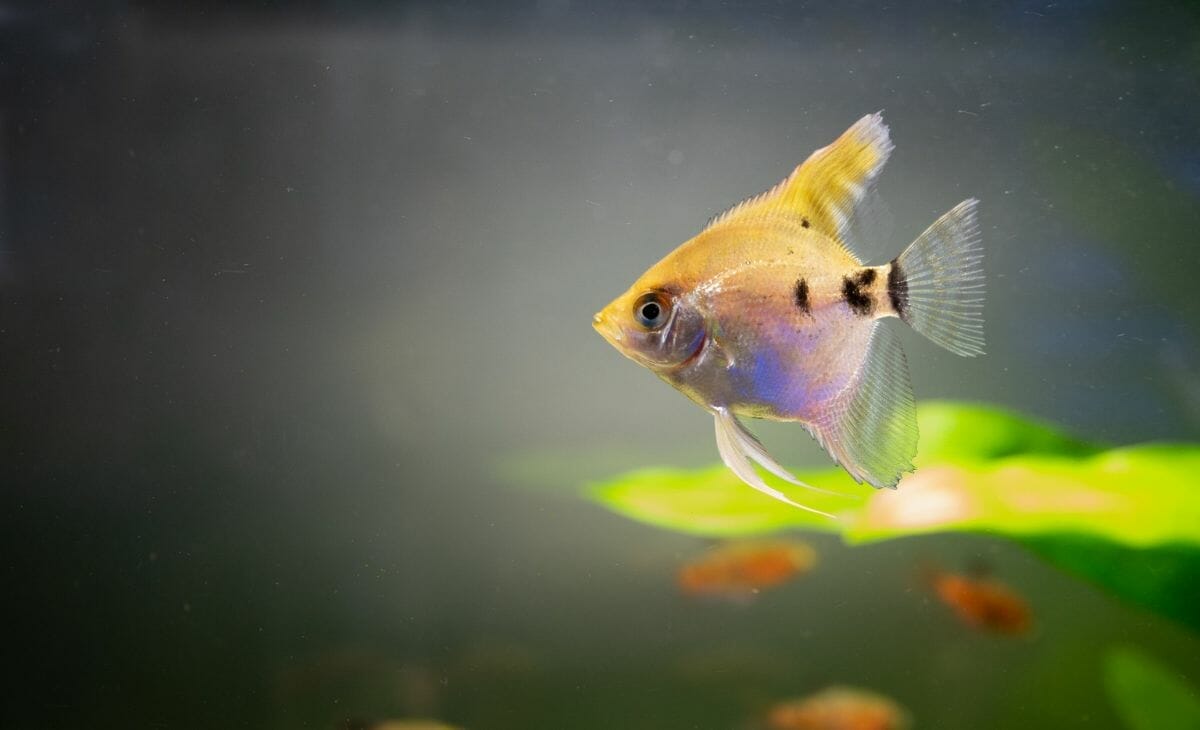 Ideal Water Parameters for Angelfish (Complete Guide)