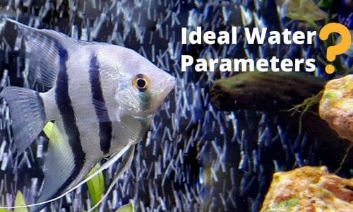 Ideal Water Parameters for Angelfish (Complete Guide)