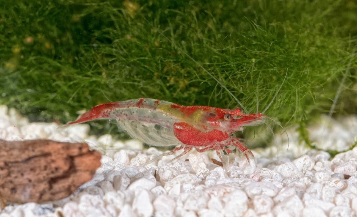 How Long Do Shrimp Live? (6 Tips to Increase Lifespan in a Tank)
