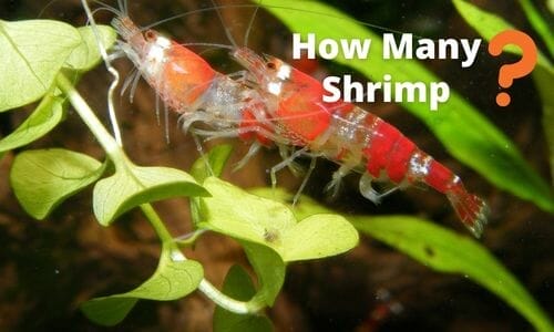 How Many Shrimp Should I Put in My Aquarium? (Helpful Table Included)