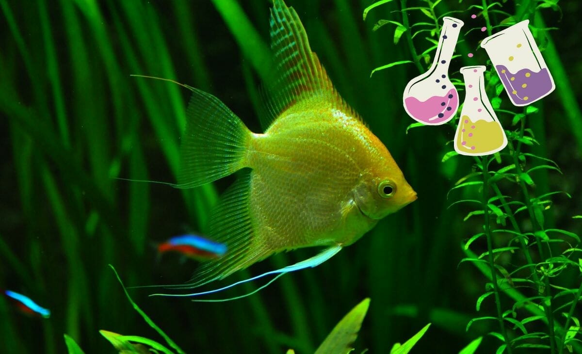 Ammonia, Nitrite, And Nitrate In An Aquarium (Safe Levels And How To ...