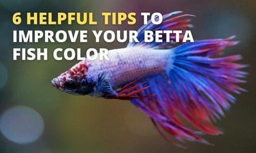 How Can I Improve My Betta Fish Color? (6 Helpful Tips)