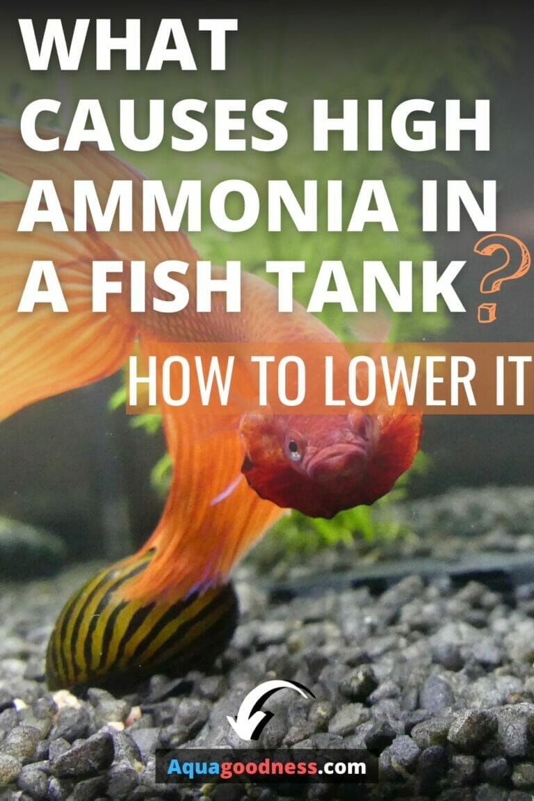 What Causes High Ammonia in a Fish Tank? (and How to Lower It)
