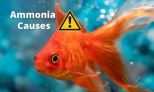What Causes High Ammonia in a Fish Tank? (and How to Lower It)