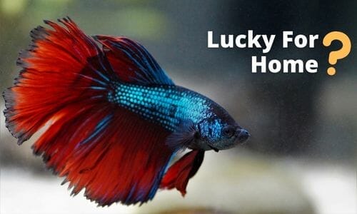 Is Betta Fish Lucky For Home? (Achieving Harmony And Balance)