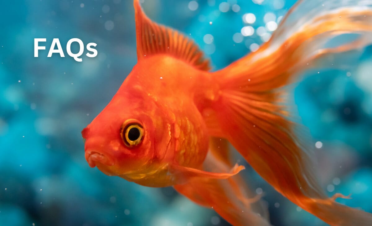 How Often Should I Change Water When Doing a Fish-in Cycle? (Answered)