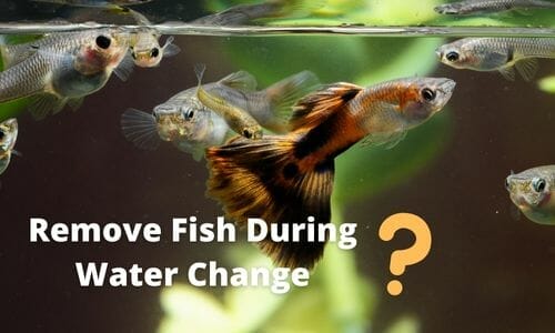Do You Remove Fish During Water Change? (Avoid Stressing Fish!)