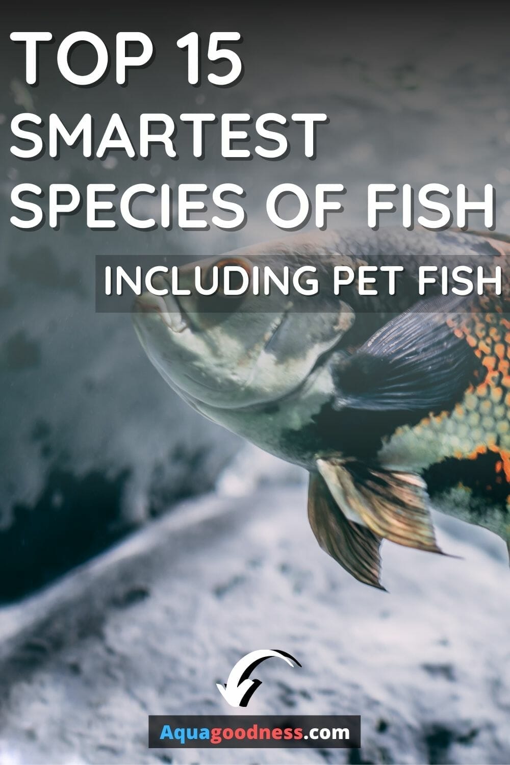 What’s the Most Intelligent Fish? (Top 15 Smartest Species)