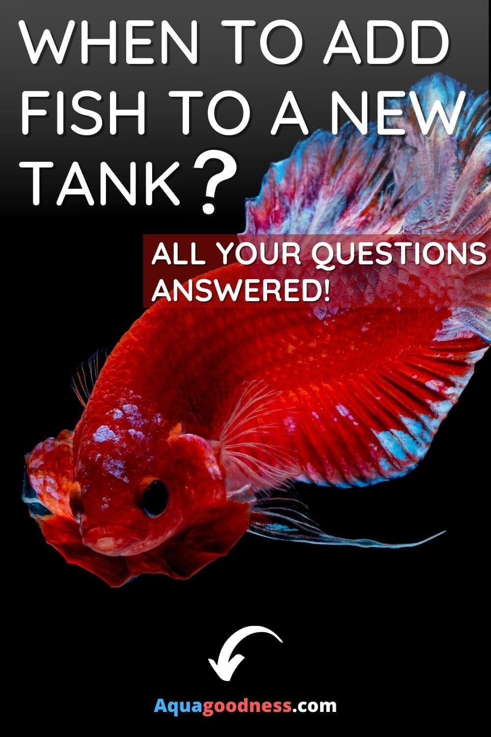 When to Add Fish to a New Tank? (All Your Questions Answered!)
