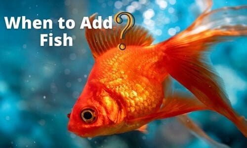 When to Add Fish to a New Tank? (All Your Questions Answered!)