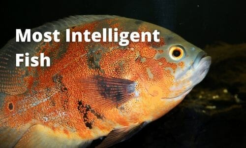 What’s the Most Intelligent Fish? (Top 15 Smartest Species)
