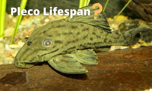 Pleco Lifespan (And How You Can Help Them Thrive)