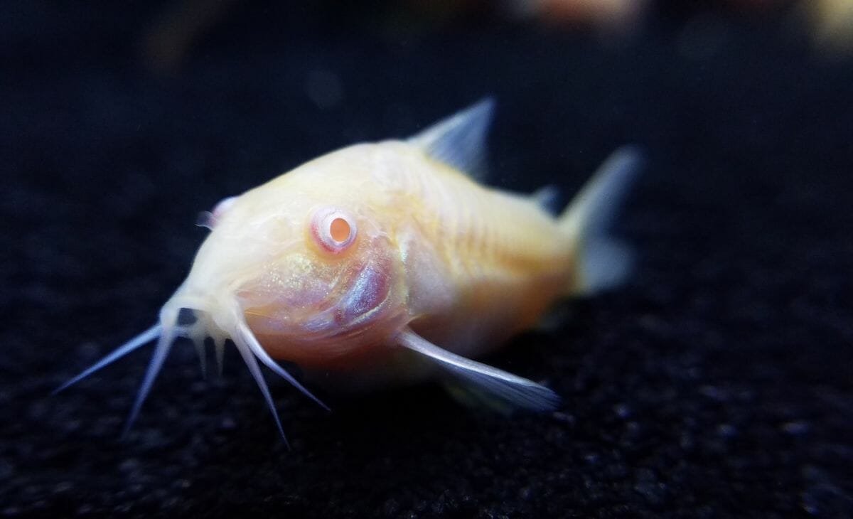 4 Best Catfish for Small Aquariums (Detailed Breakdown)