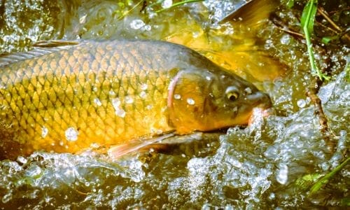 Do Fish Float When They Die? Telling A Dead Fish From A Live One