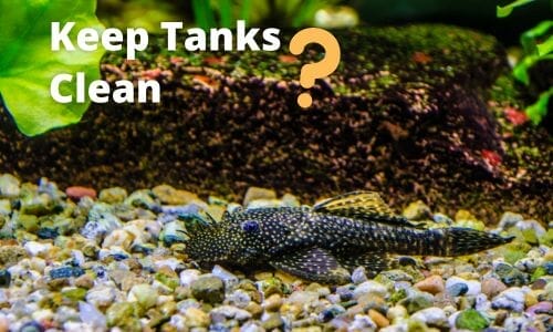 Do Catfish Keep Tanks Clean? (Yes, but There’s a Catch!)