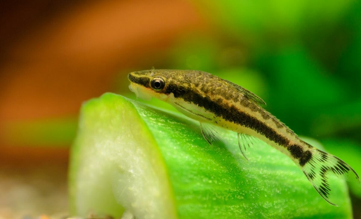 Do Catfish Keep Tanks Clean? (Yes, but There’s a Catch!)