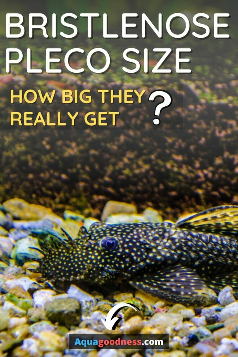 Bristlenose Pleco Size (How Big They Really Get)