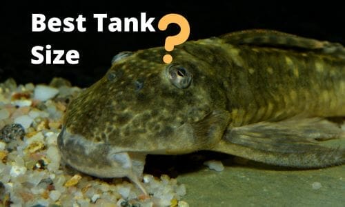 Best Tank Size for Catfish (What You May Not Know…)