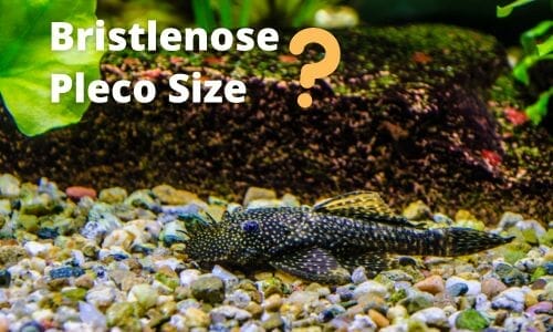 Bristlenose Pleco Size (How Big They Really Get)