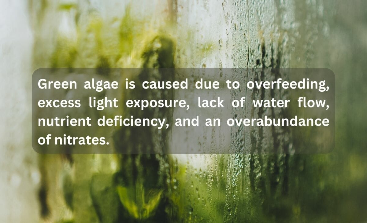 Green Algae on Aquarium Glass (And How to Get Rid of It)