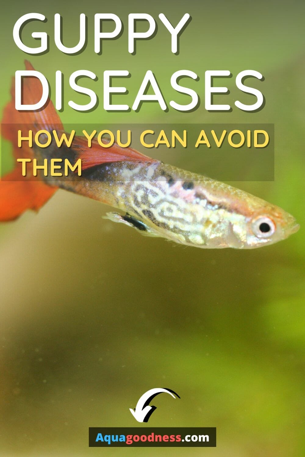 Guppy Diseases (And How You Can Avoid Them)