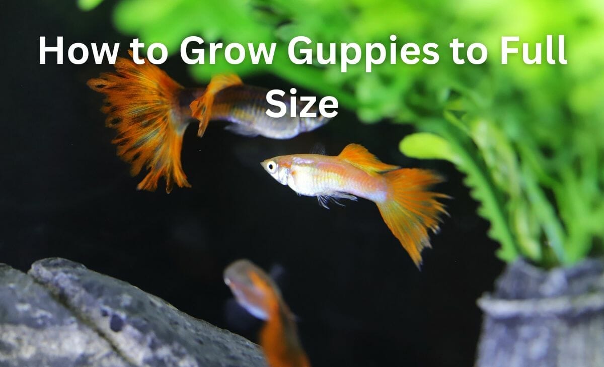 Guppy Size (How Big Do They Get) - Aqua Goodness