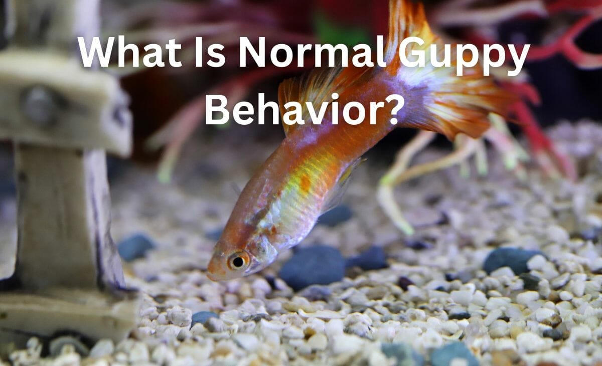 Guppy Behavior (Temperament, Tankmates, and Signs of Disease!) - Aqua ...