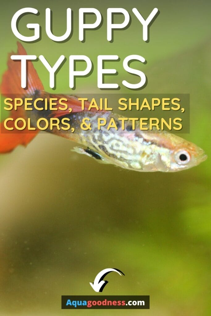 Guppy Types (Species, Tail Shapes, Colors, and Patterns!) - Aqua Goodness
