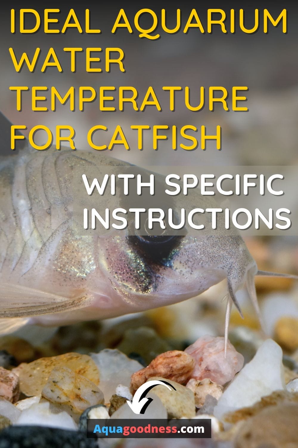 Ideal Aquarium Water Temperature for Catfish (With Specific ...